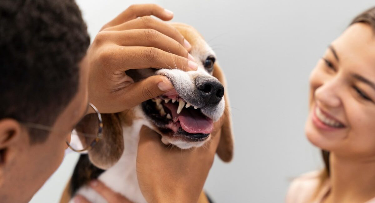 Comprehensive Care – K-9 Corral Your Pets One Stop Shop in Casper, WY